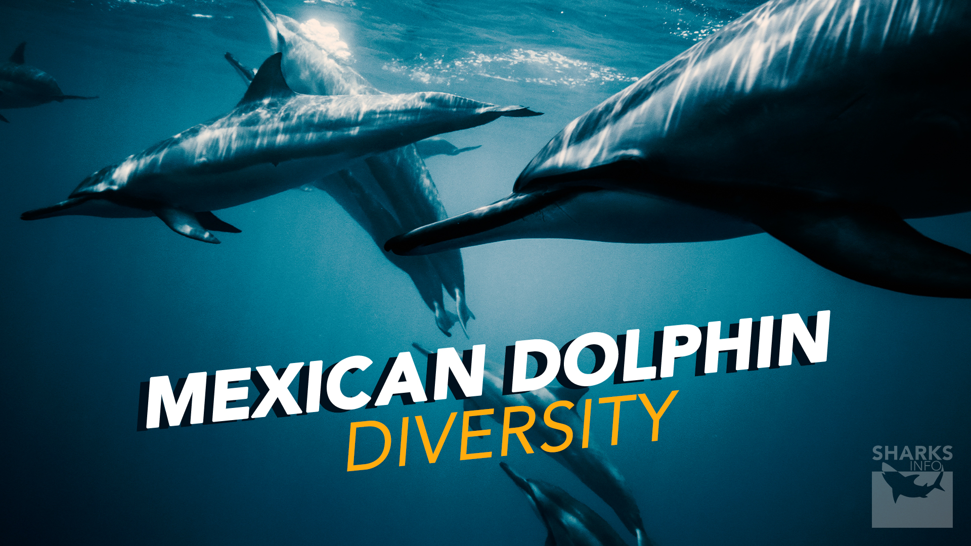 Mexican Dolphin Diversity: 9 Unique Species You Should Know ...