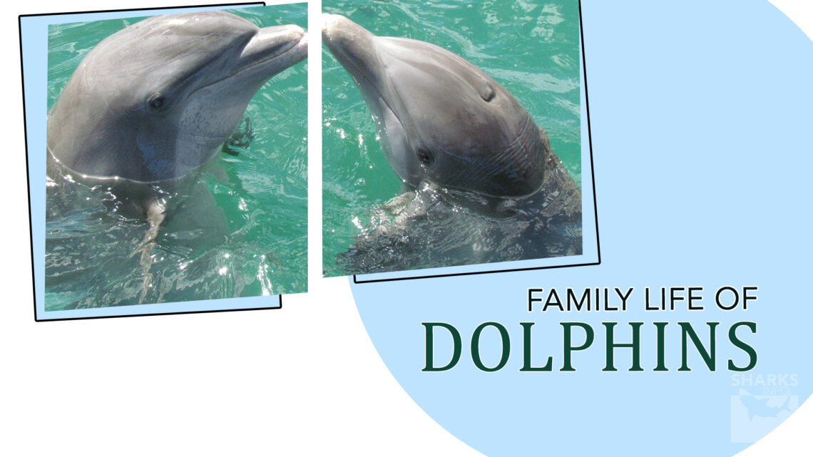 The Family Life of Dolphins: Reproduction and Parenting Traits ...