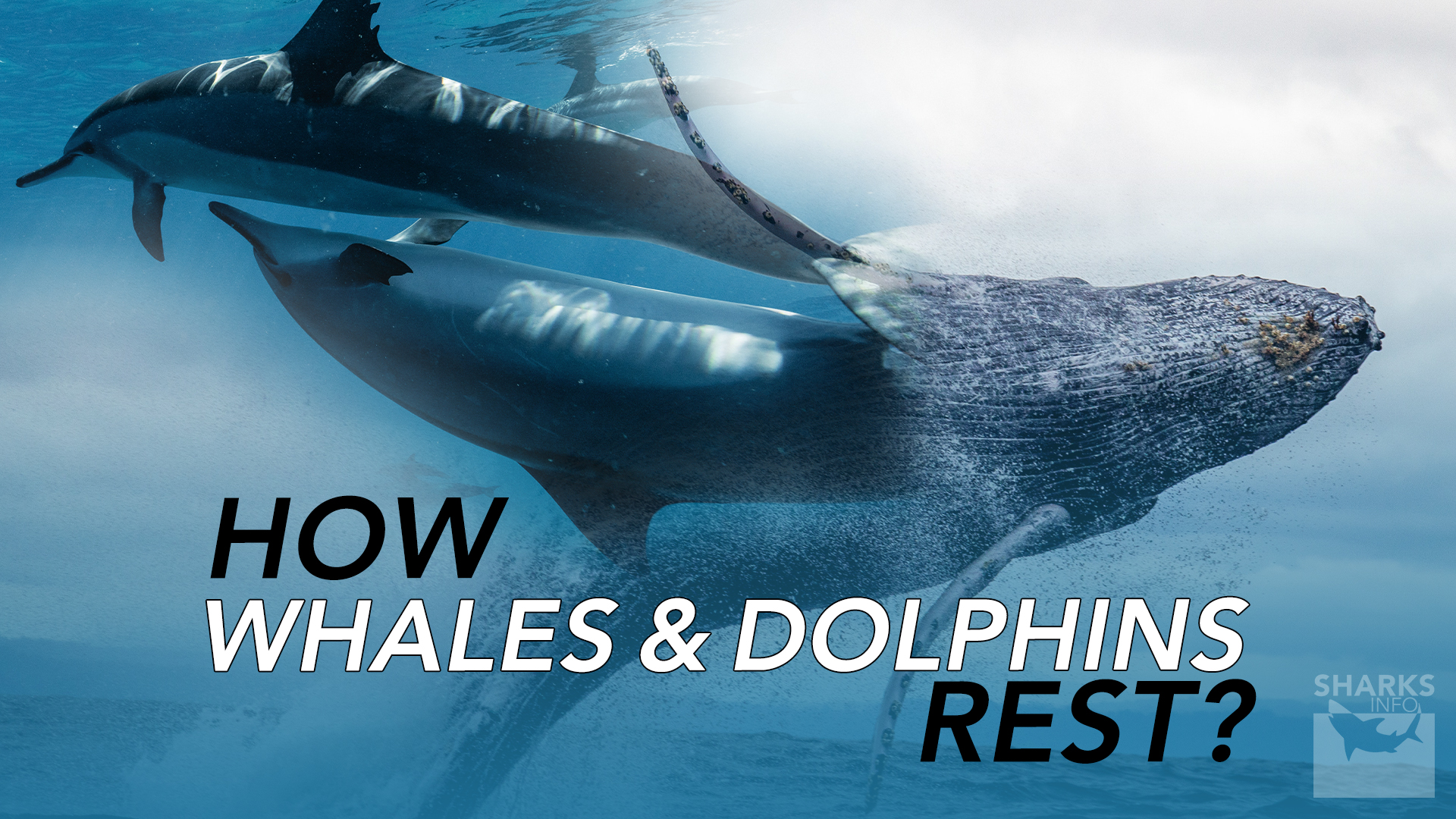 The Sleep Paradox: How Whales and Dolphins Rest – sharksinfo.com