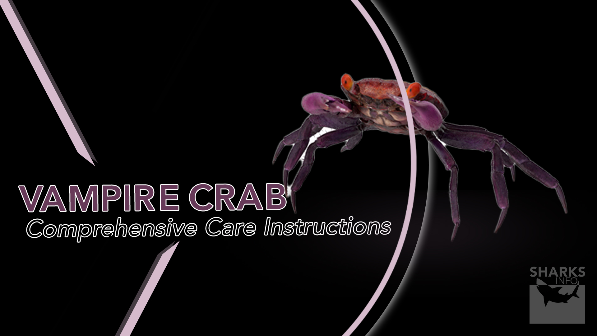 The Vampire Crab (Geosesarma dennerle): Comprehensive Care Instructions ...