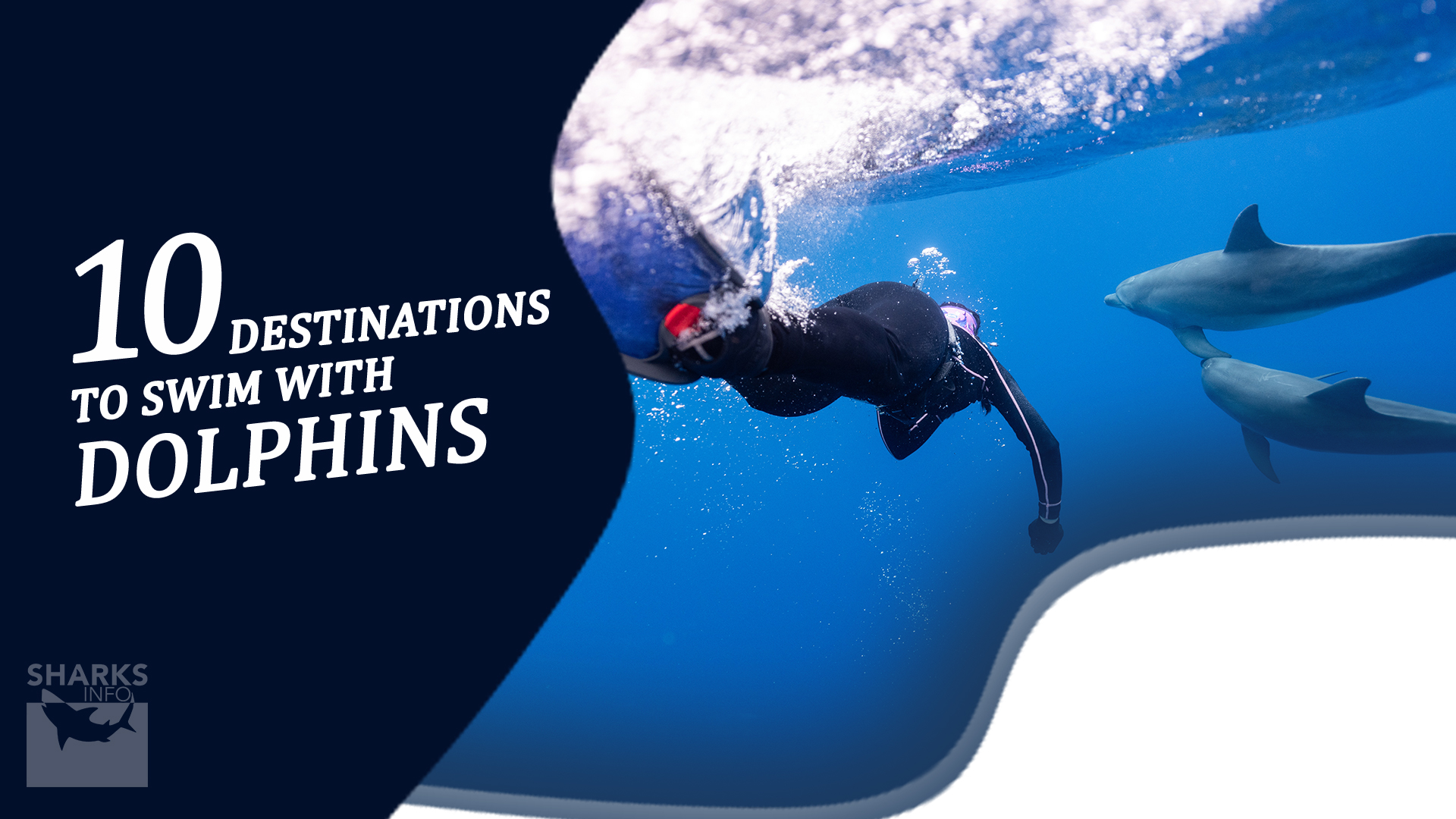 Top 10 Destinations to Swim with Dolphins Globally – sharksinfo.com