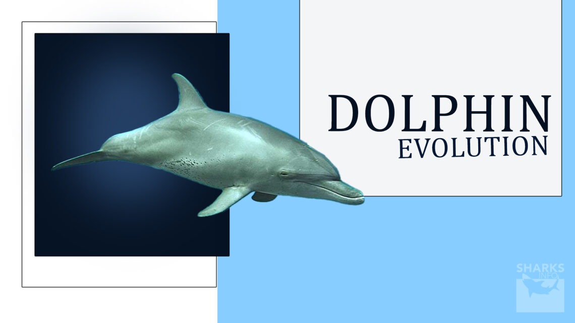 Tracing The Journey: The Evolution of Dolphins – sharksinfo.com