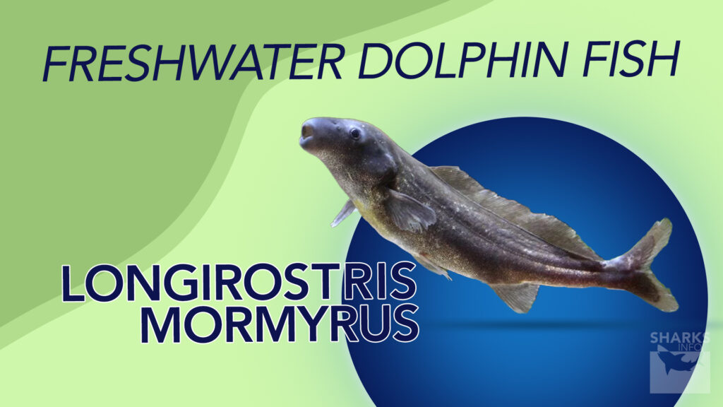 Understanding The Freshwater Dolphin Fish (Mormyrus longirostris ...