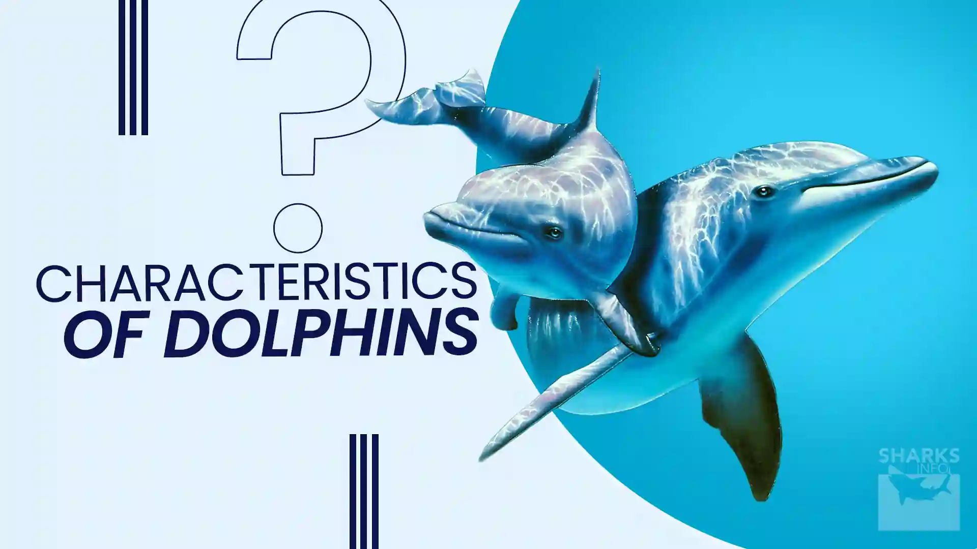 What are the Characteristics of the Dolphins? - sharksinfo.com