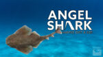 Angel Shark | Habitat, Diet, and Size – sharksinfo.com