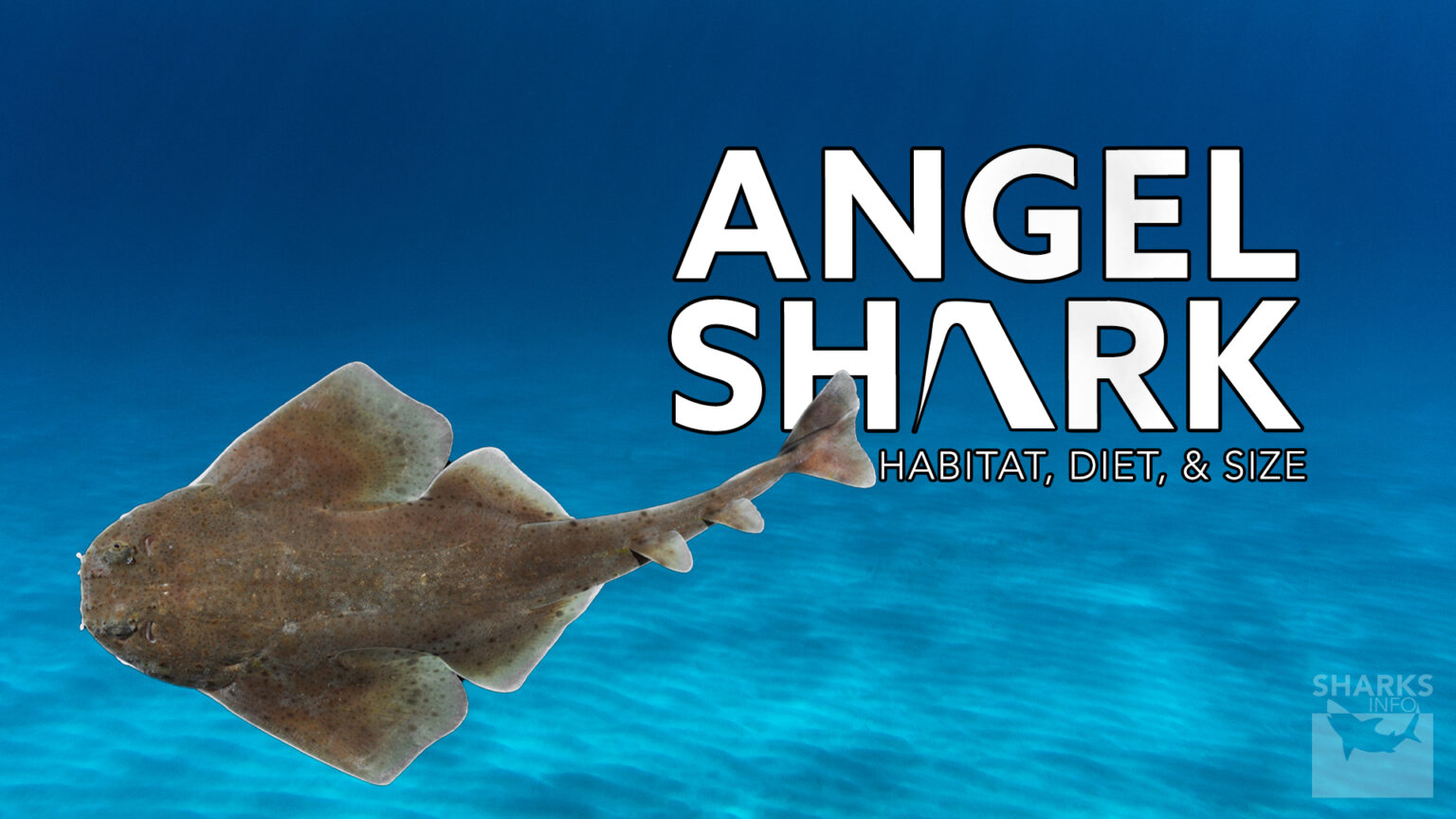 Angel Shark | Habitat, Diet, and Size – sharksinfo.com