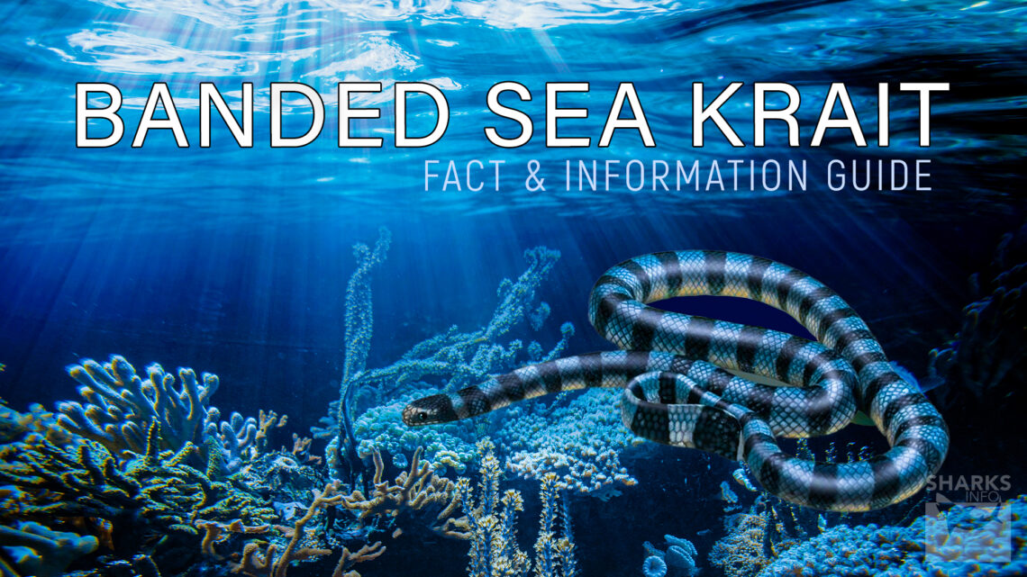 Banded Sea Krait Fact and Information Guide – sharksinfo.com