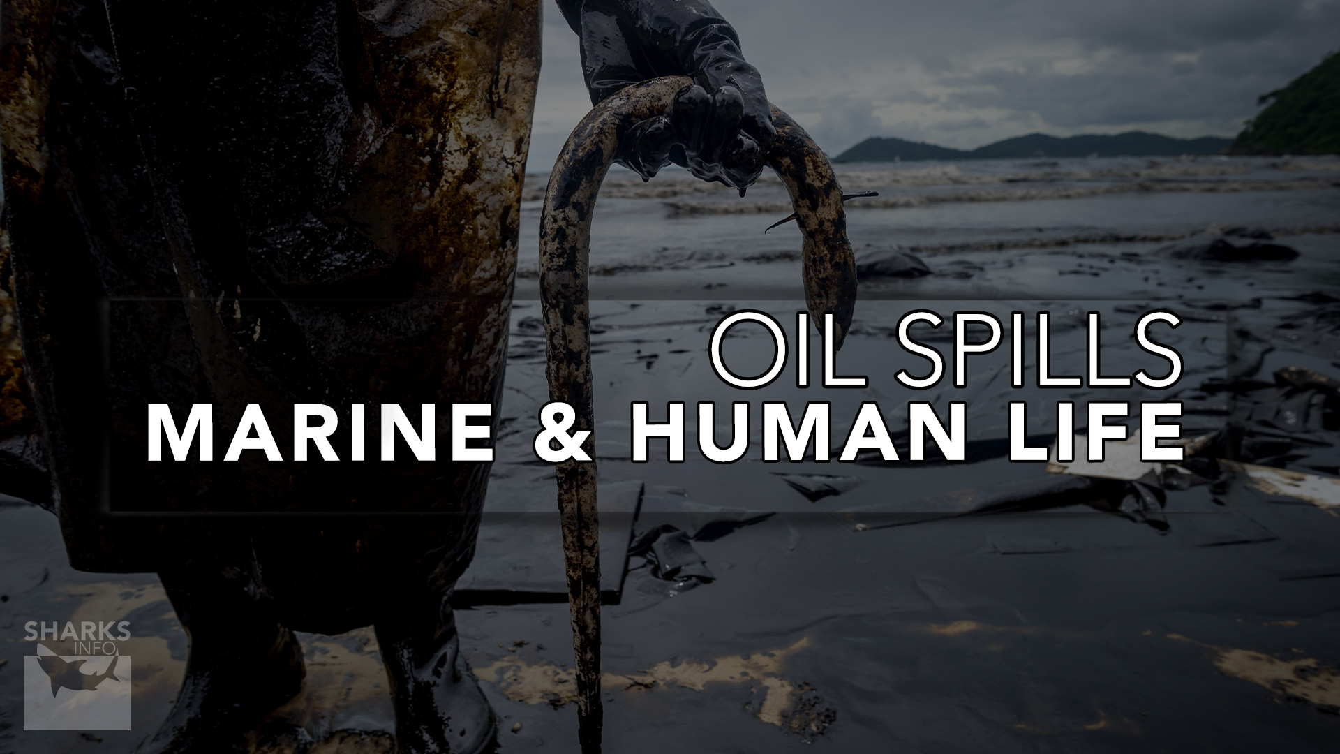 Effects Of Oil Spills on Marine and Human Life – sharksinfo.com