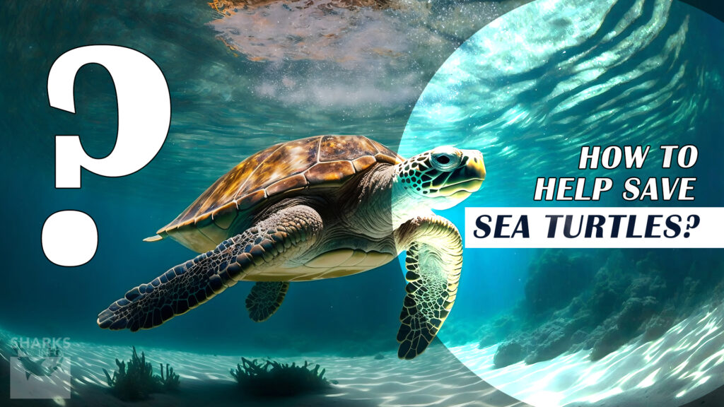 How To Help Save Sea Turtles – sharksinfo.com