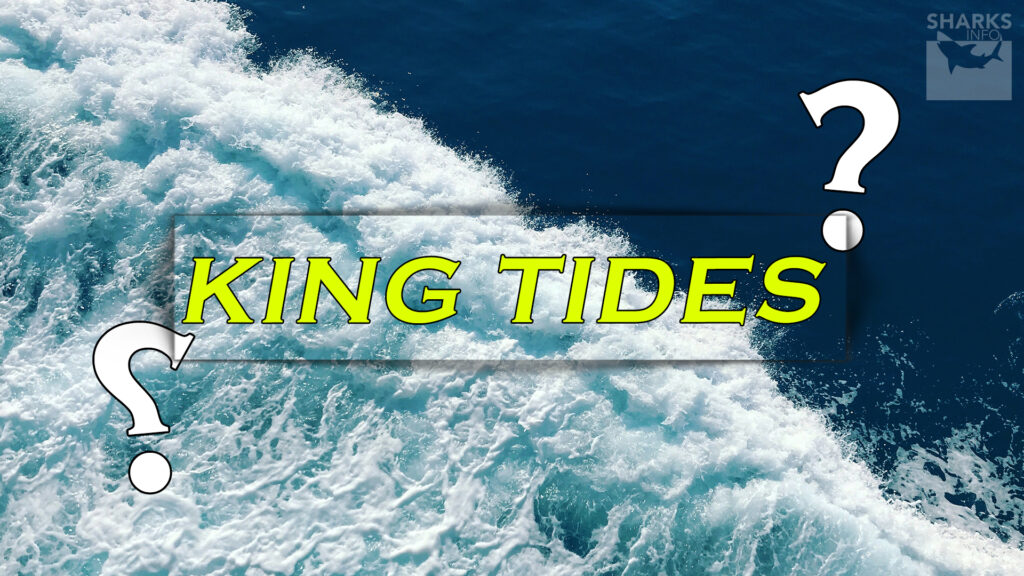 King Tides: What You Need to Know – sharksinfo.com
