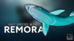 Remora Diet, Species, And Facts – sharksinfo.com