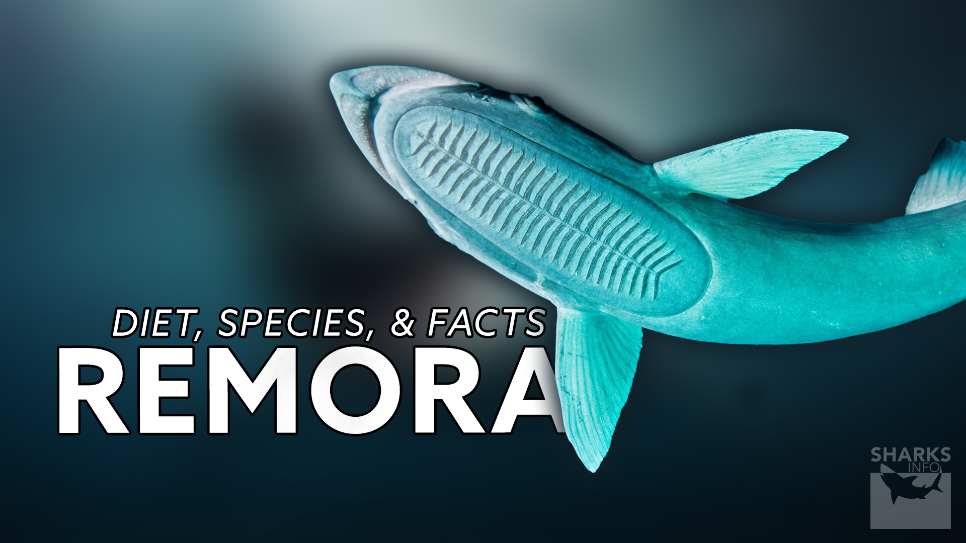 Remora Diet, Species, And Facts – sharksinfo.com