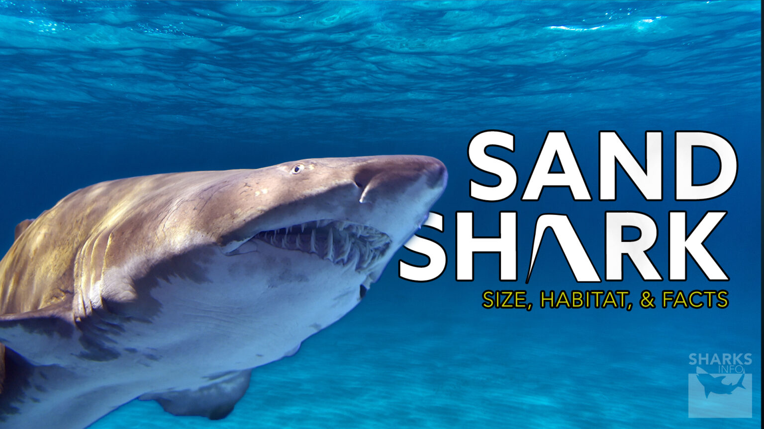 Sand Shark Size, Habitat, and Facts – sharksinfo.com