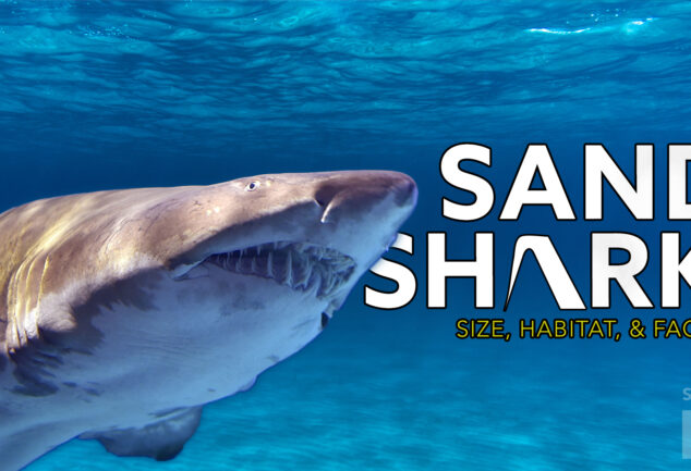 Galapagos shark | Size, Diet, Habitat, Facts, and Attacks - sharksinfo.com