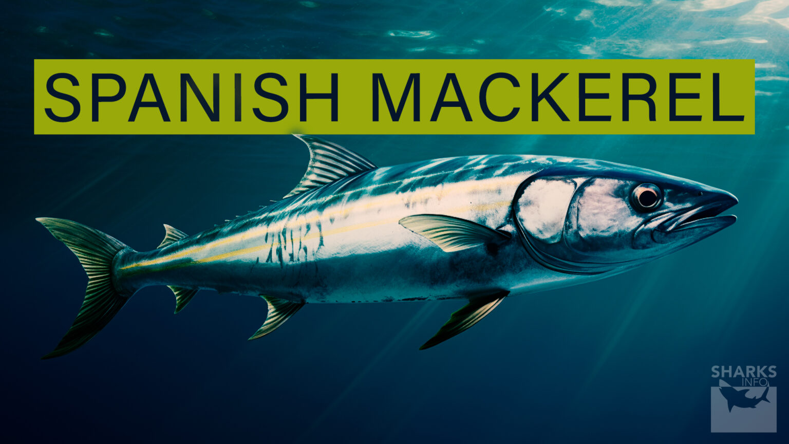 Spanish Mackerel Facts and Information Guide – sharksinfo.com