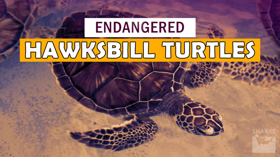 Why Are Hawksbill Turtles Endangered – sharksinfo.com