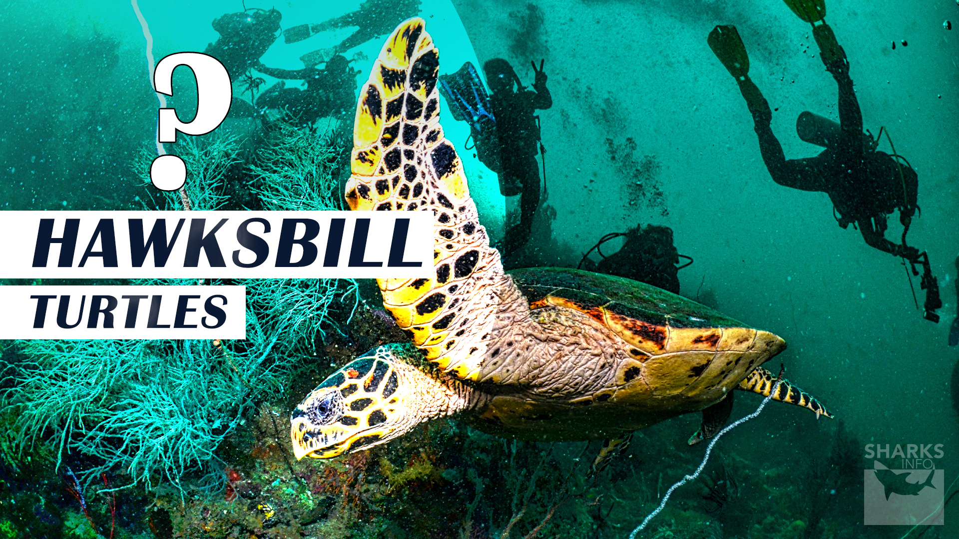 How Many Hawksbill Turtles Are Left – sharksinfo.com
