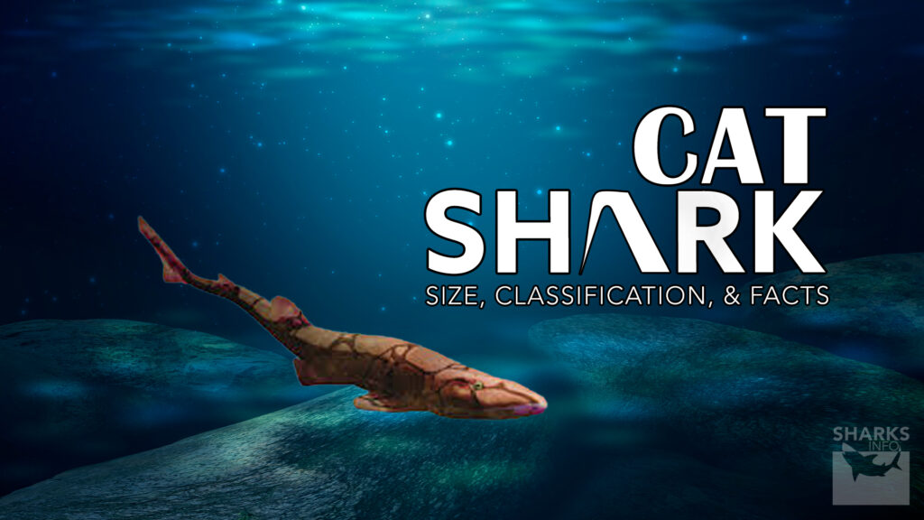 Cat Shark | Size, Classification, And Facts – sharksinfo.com