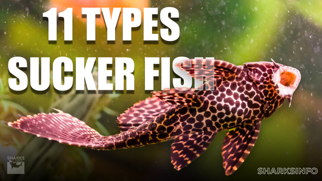 11 Types of Suckerfish: The Size Comparison – sharksinfo.com