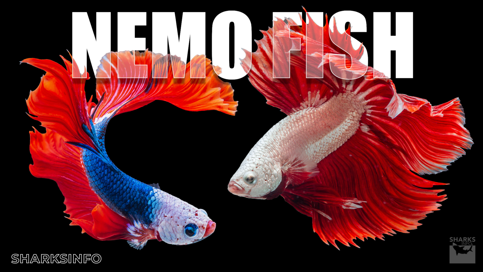 Top 7 Finding Nemo Fish in Real Life – sharksinfo.com
