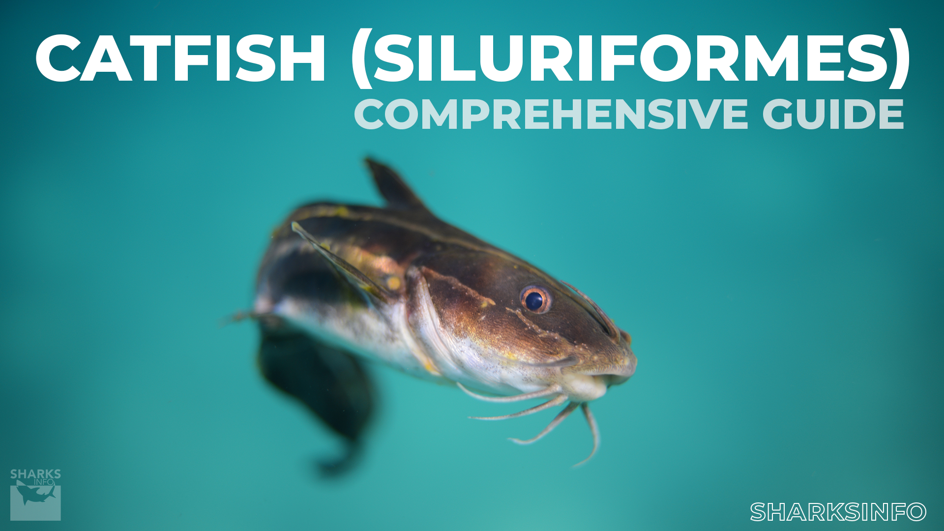 Catfish (Siluriformes): A Comprehensive Guide – sharksinfo.com