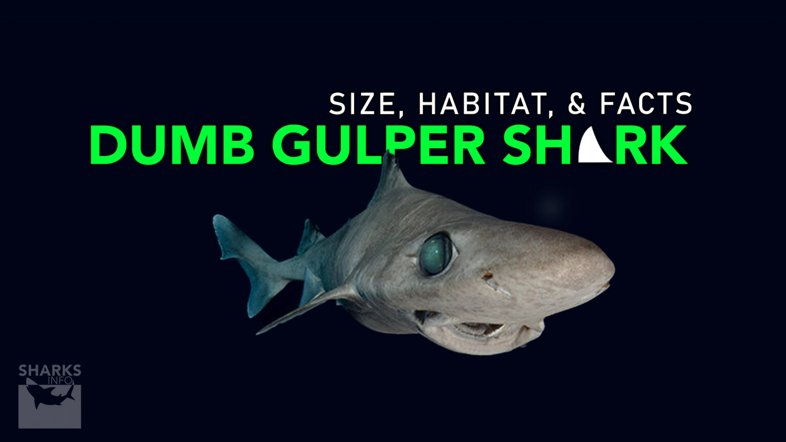 Dumb Gulper Shark | Size, Habitat, and Facts – sharksinfo.com
