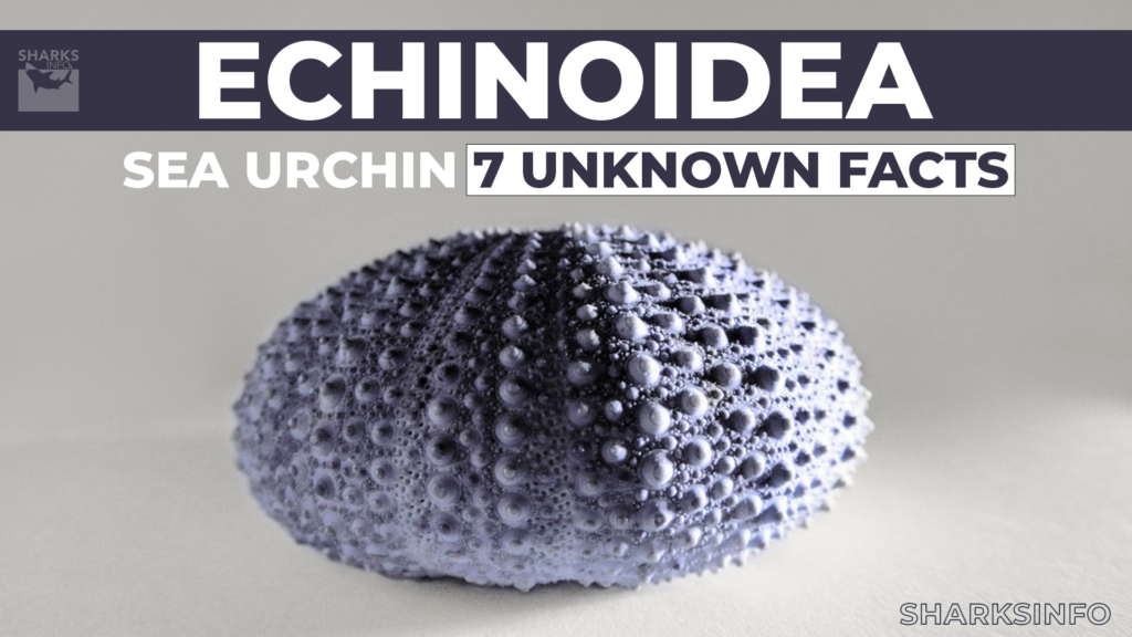 Echinoidea: Sea Urchin 7 Unknown Facts – sharksinfo.com