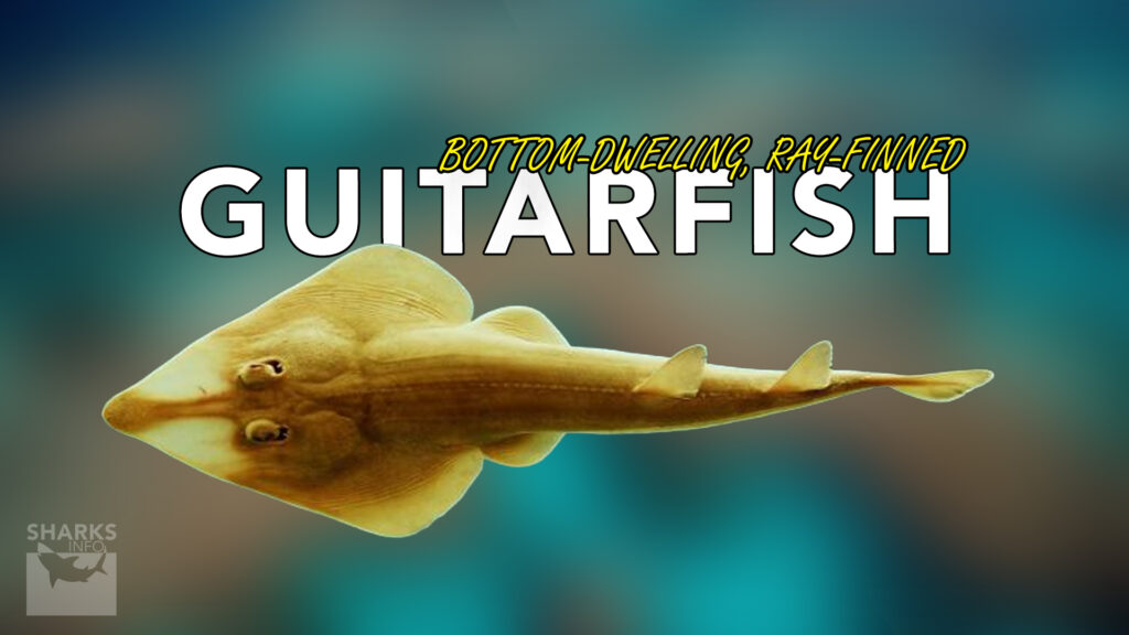 Guitarfish | Bottom-Dwelling, Ray-Finned – sharksinfo.com