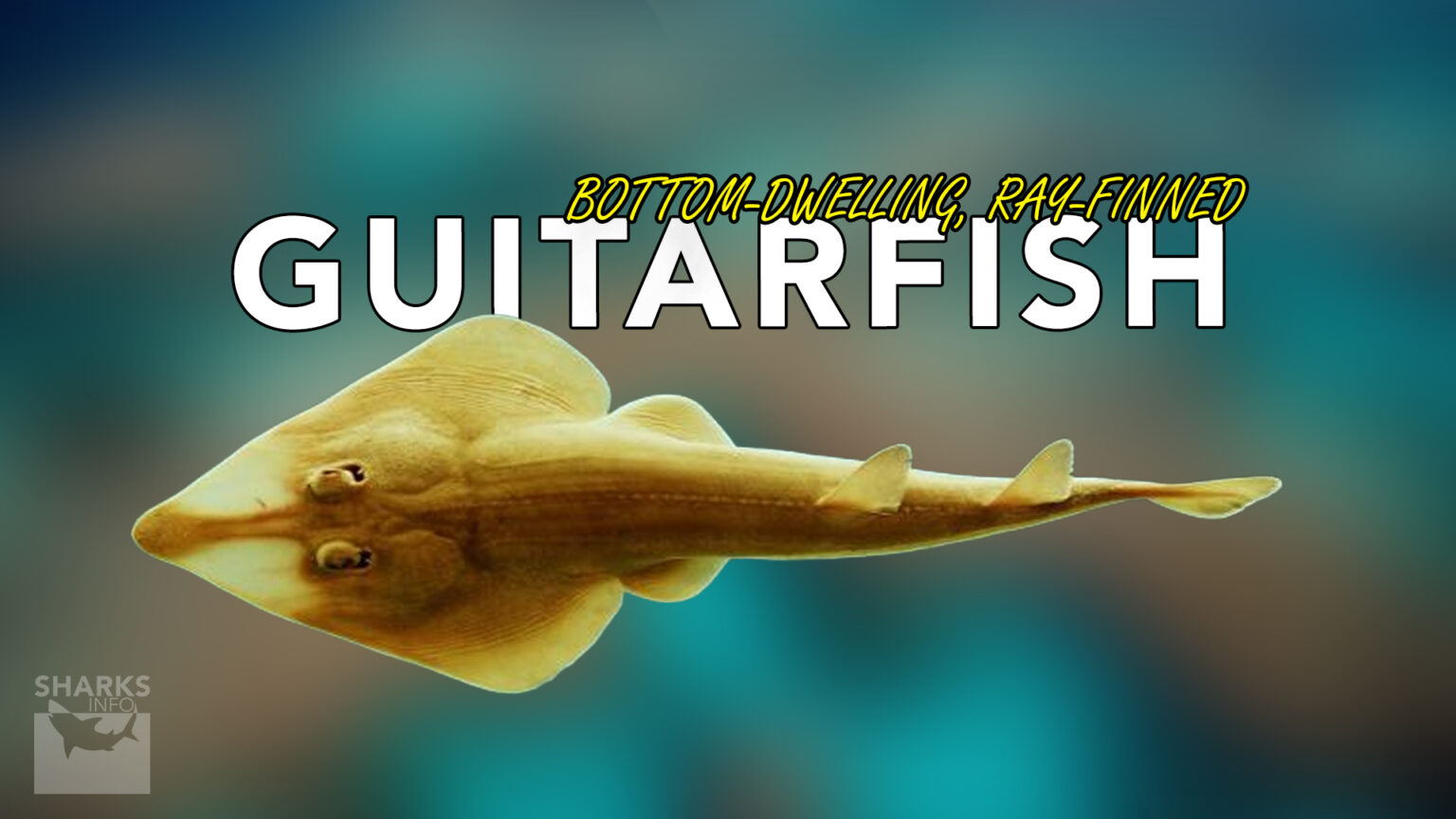 Guitarfish | Bottom-Dwelling, Ray-Finned – sharksinfo.com