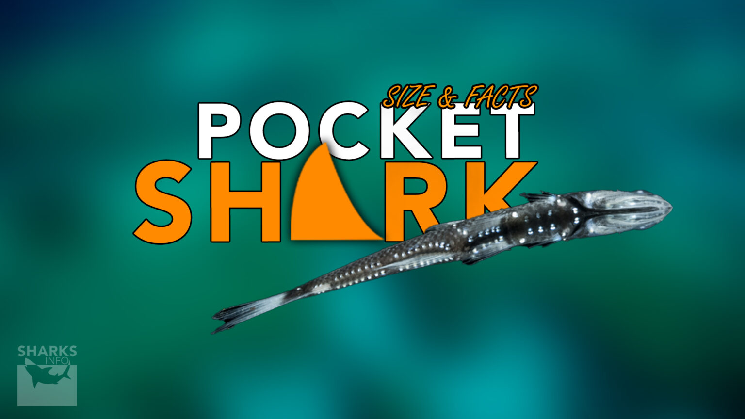 Pocket Shark | Size, Bioluminescence, and Facts – sharksinfo.com