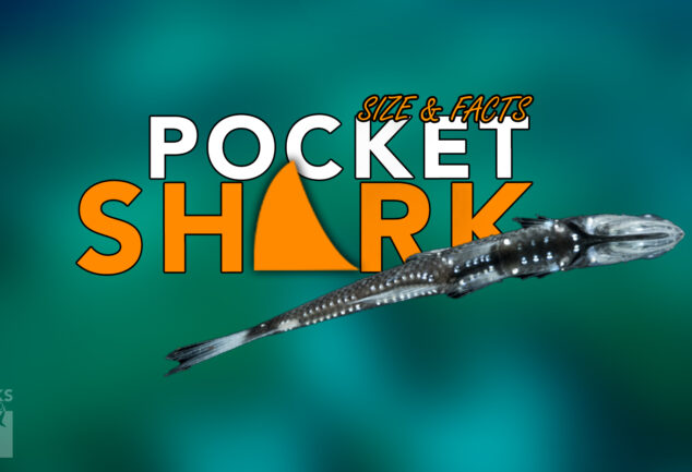 Angel Shark | Habitat, Diet, and Size - sharksinfo.com