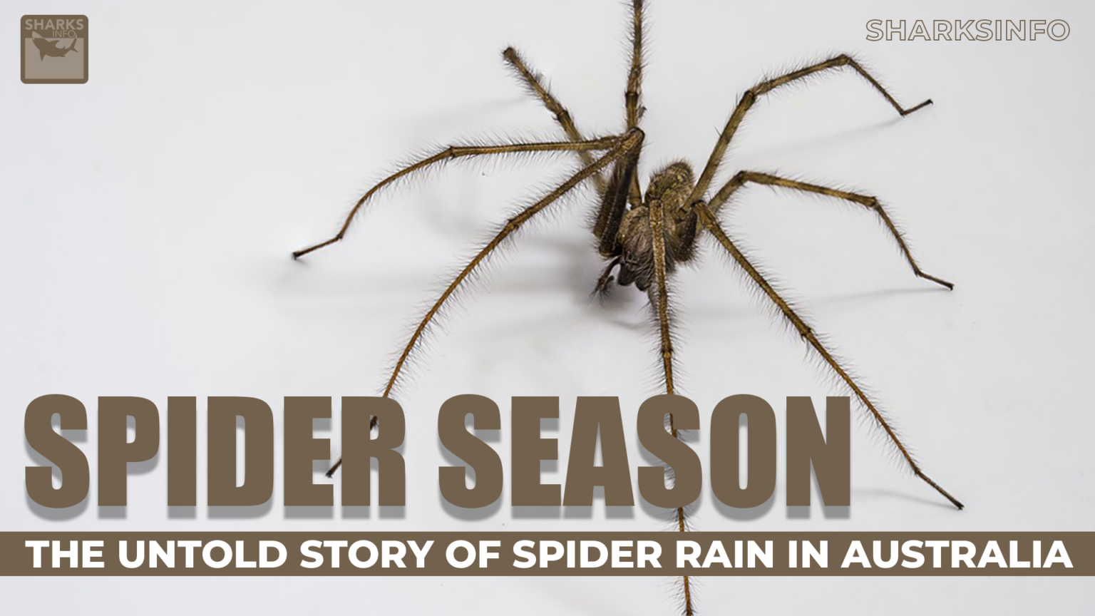 Spider Season: The Untold Story of Spider Rain in Australia ...