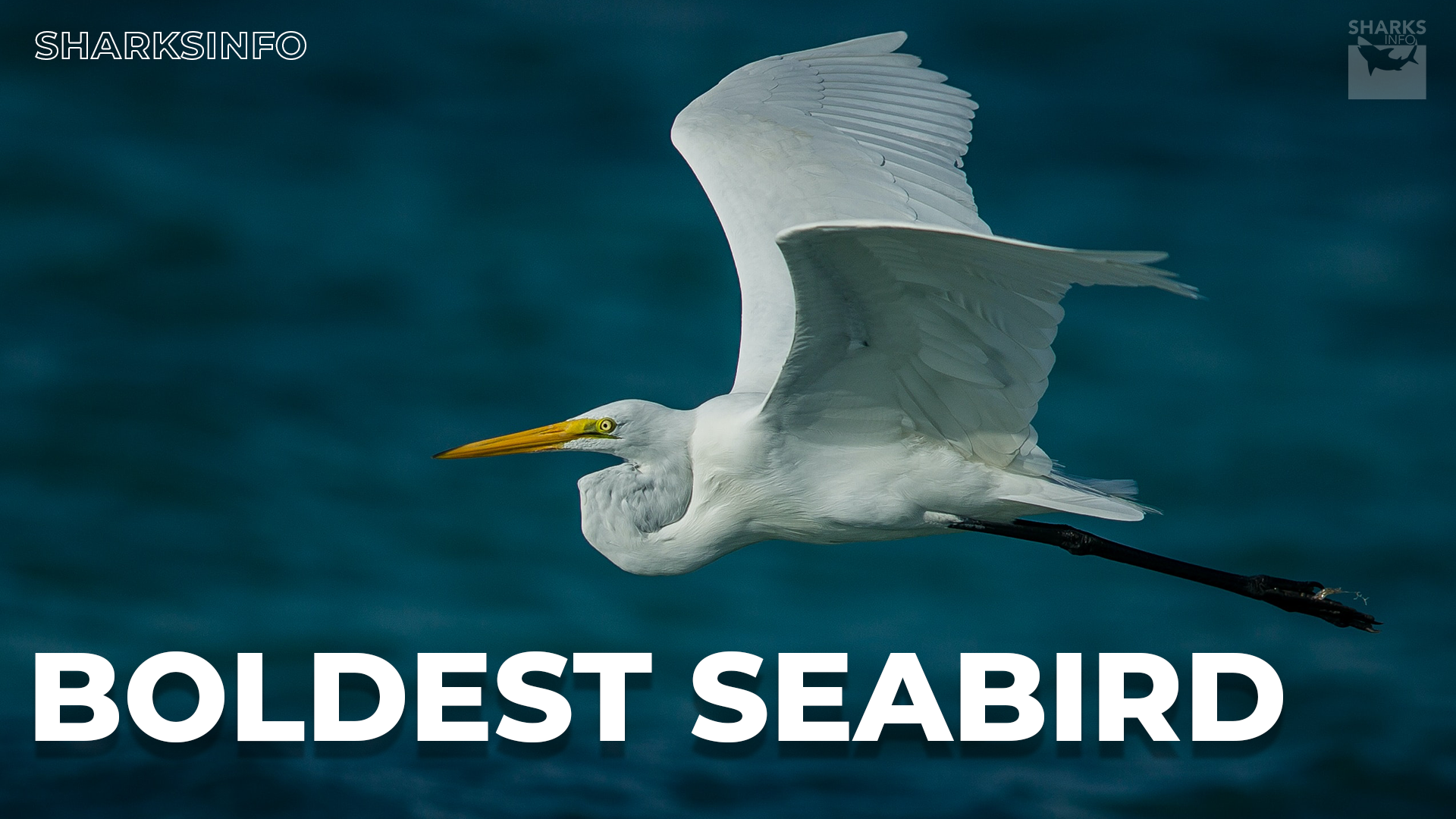 The Boldest Seabird: All About Seagull – sharksinfo.com