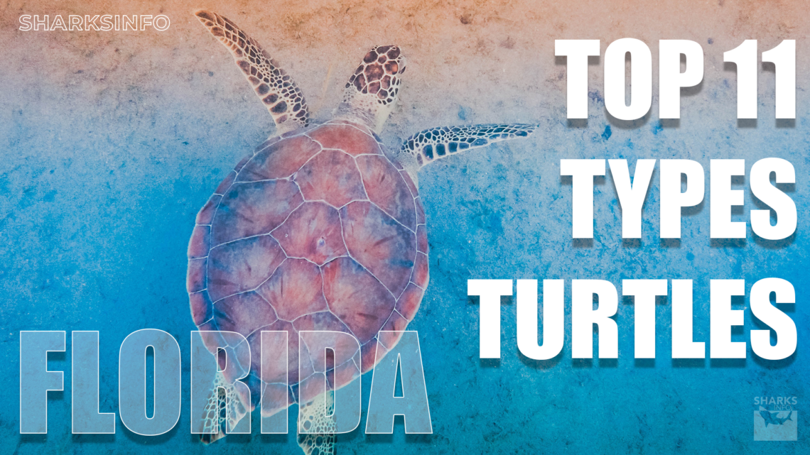 Top 11 Types of Turtles You Can Find in Florida. – sharksinfo.com