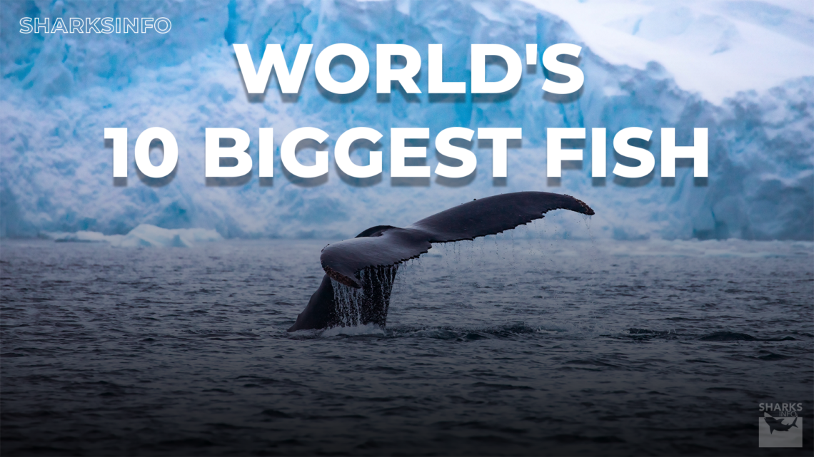 World’s Top 10 Biggest Fish – sharksinfo.com