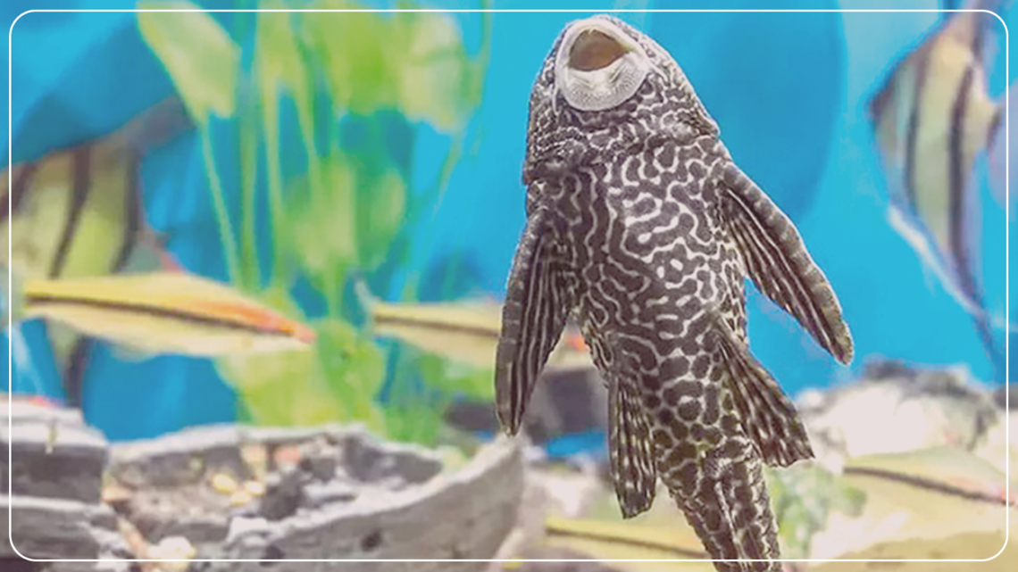 Janitor Fish: Everything About Suckerfish – sharksinfo.com