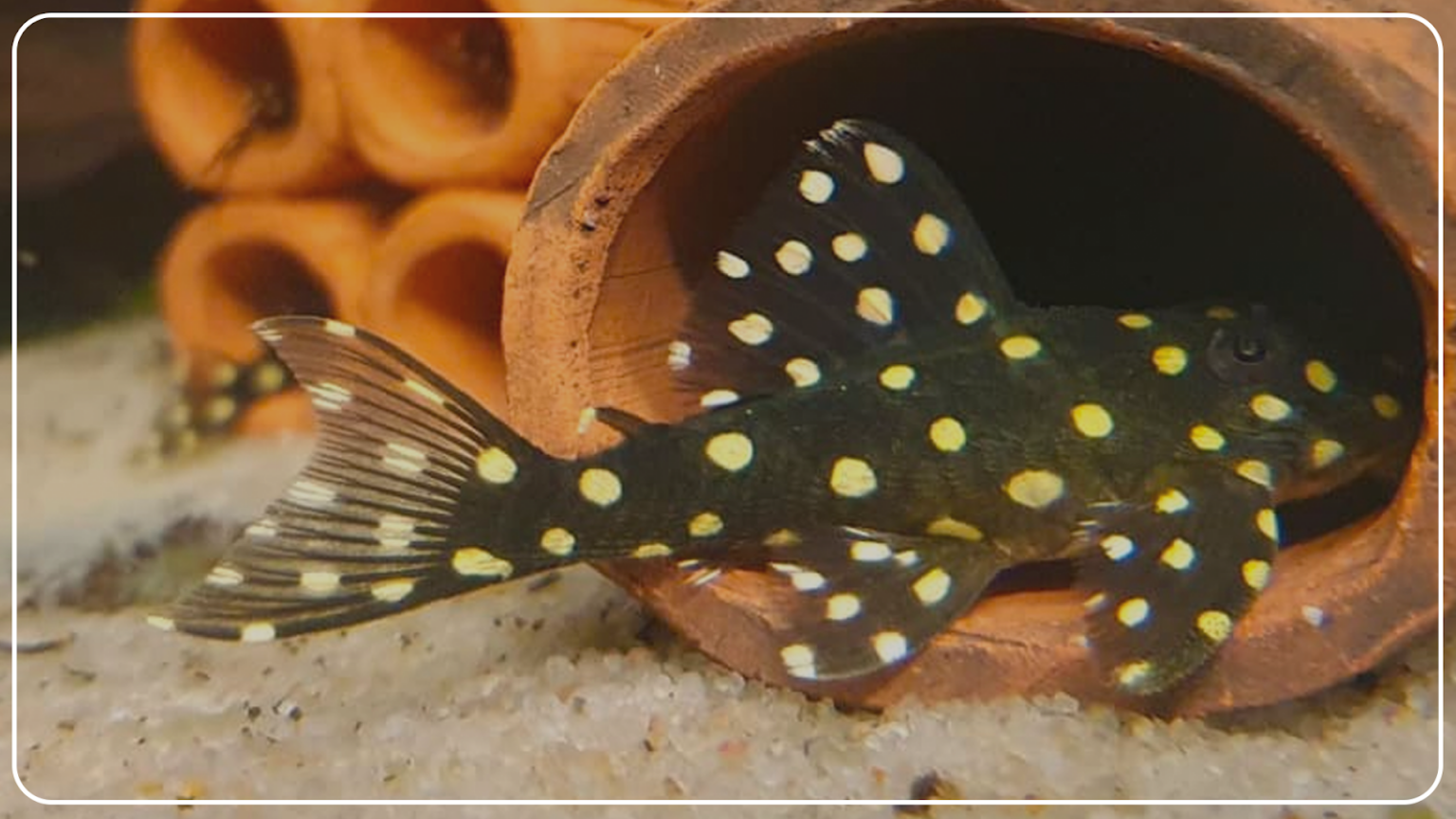 Janitor Fish: Everything About Suckerfish – sharksinfo.com