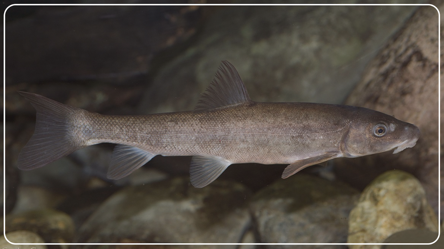 Janitor Fish: Everything About Suckerfish – sharksinfo.com