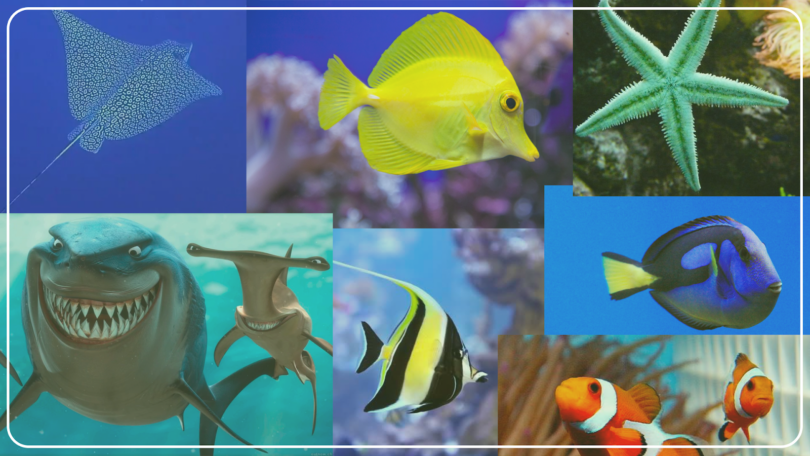 Top 7 Finding Nemo Fish in Real Life - sharksinfo.com