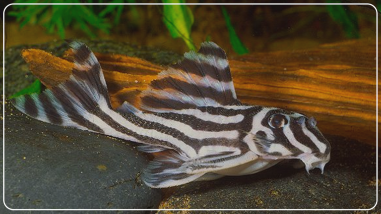 Janitor Fish: Everything About Suckerfish – sharksinfo.com