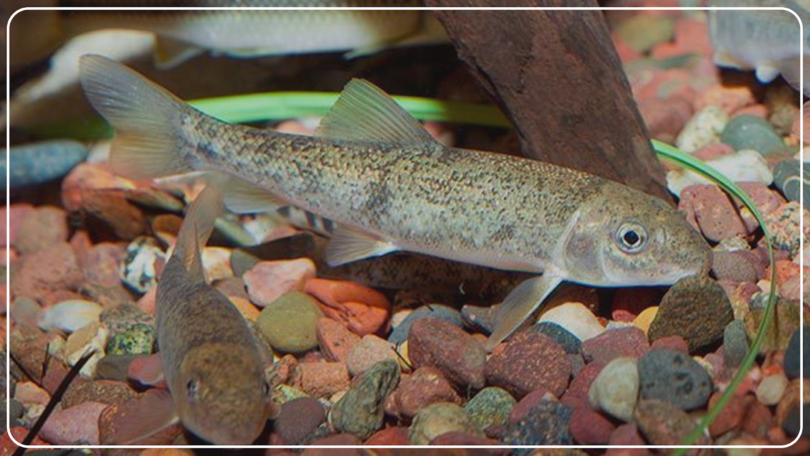 Janitor Fish: Everything About Suckerfish – sharksinfo.com