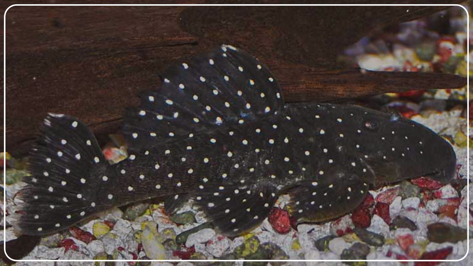 Janitor Fish: Everything About Suckerfish – sharksinfo.com