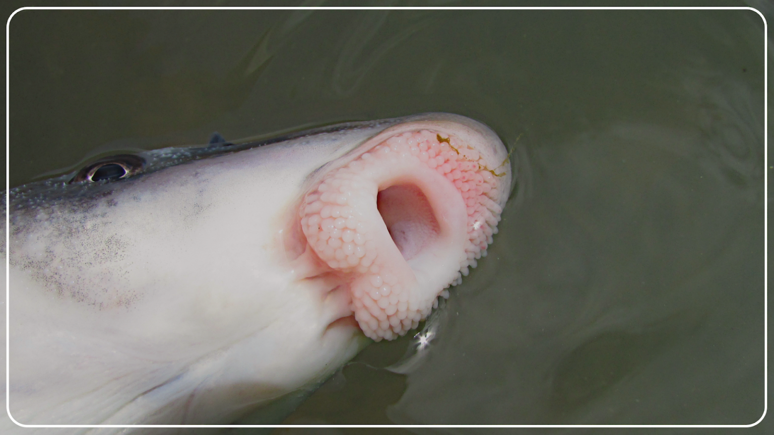 Janitor Fish: Everything About Suckerfish – sharksinfo.com