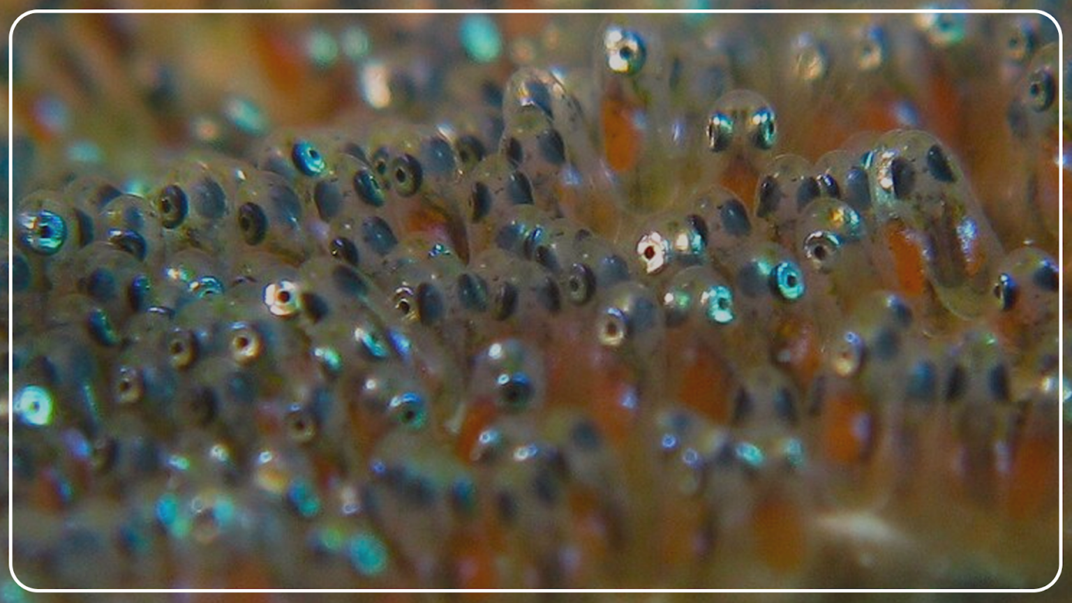 Janitor Fish: Everything About Suckerfish – sharksinfo.com