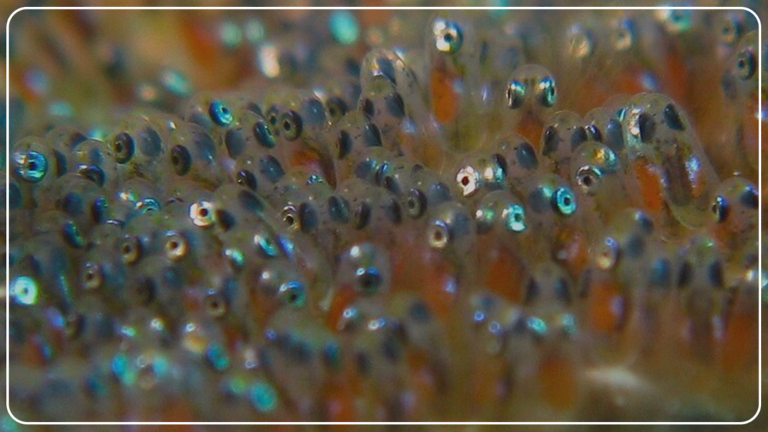 Janitor Fish: Everything About Suckerfish – sharksinfo.com