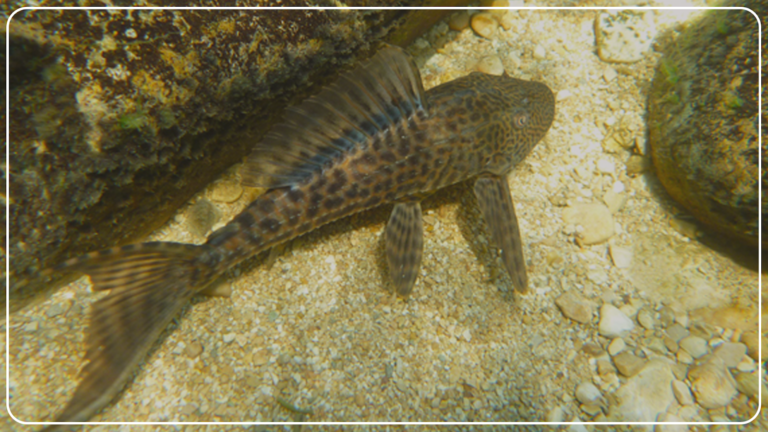 Janitor Fish: Everything About Suckerfish – sharksinfo.com