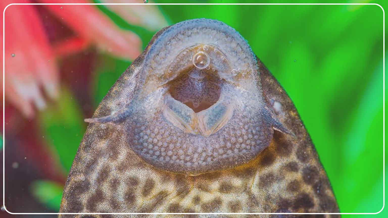 Janitor Fish: Everything About Suckerfish – sharksinfo.com