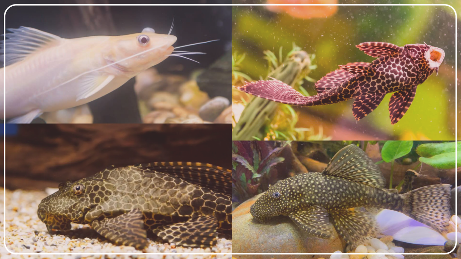 Janitor Fish: Everything About Suckerfish – sharksinfo.com