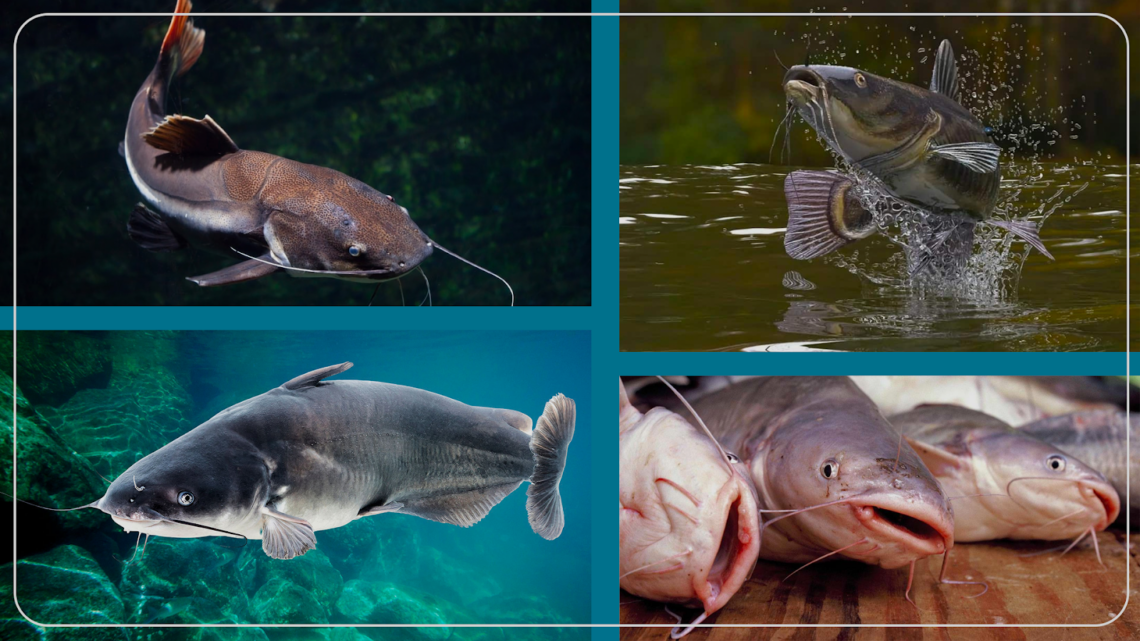Catfish (Siluriformes): A Comprehensive Guide – sharksinfo.com