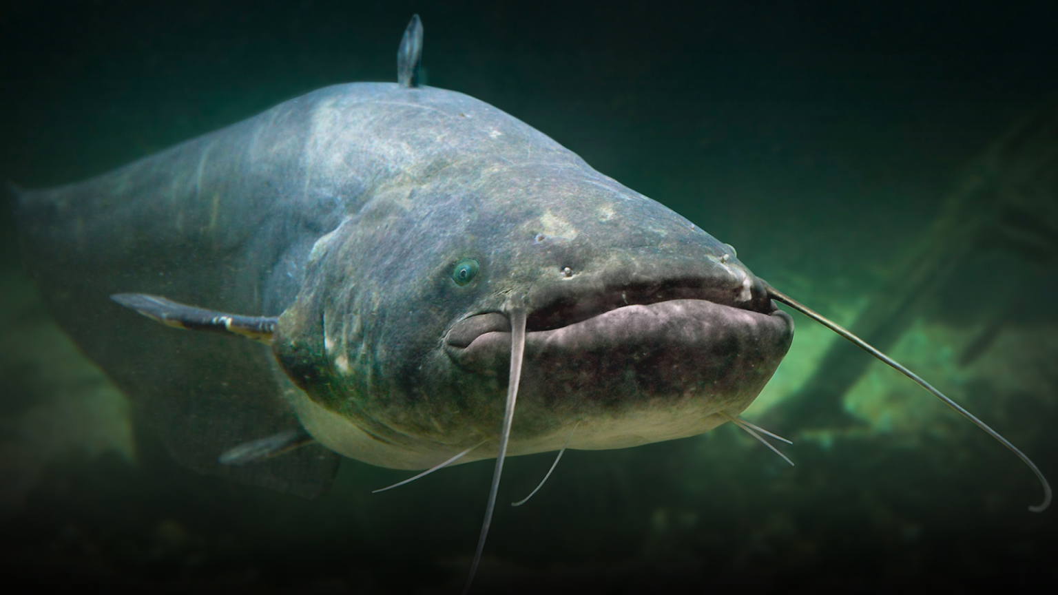Catfish (Siluriformes): A Comprehensive Guide – sharksinfo.com